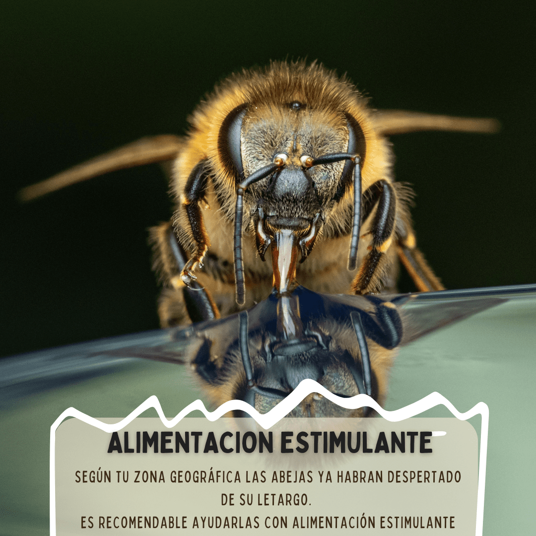 TAREAS APÍCOLAS DE FEBRERO - Arna Apícola